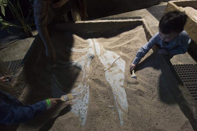 14-foot camel? Lafayette museum receiving replica of one based on 7 ...