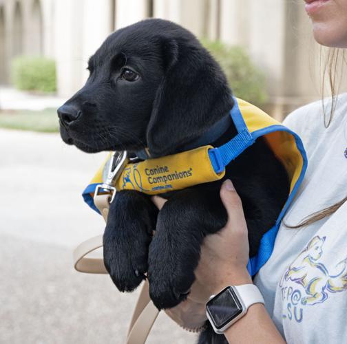 Students raise future service dogs through STEP at LSU | News ...