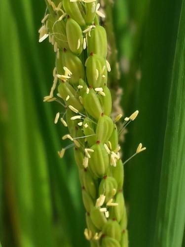 LSU professors designing new climate-resilient rice variety | Louisiana ...