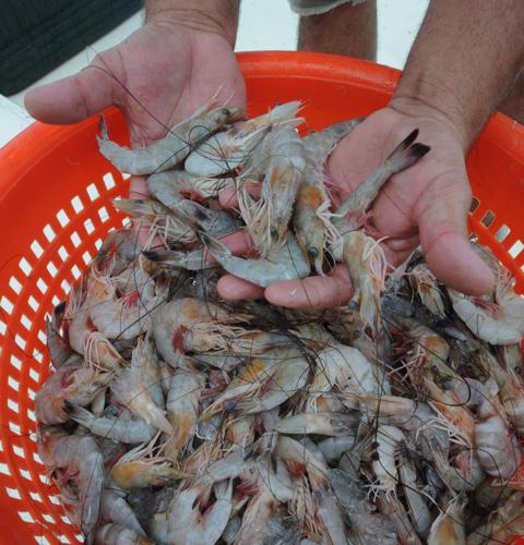 Shrimp small, inshore season late | Louisiana Outdoors | theadvocate.com