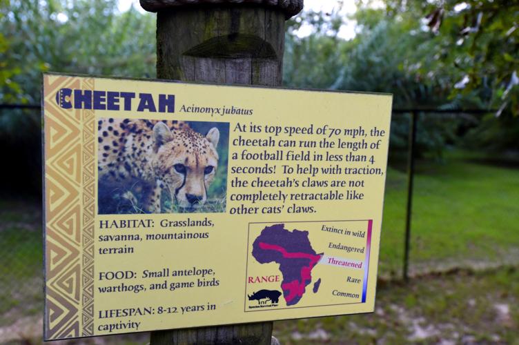 Photos: 'Zoo Run Run' 5k, fun run benefits cheetah conservation and ...