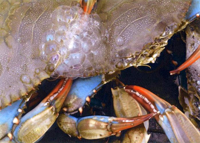 Young outdoorsmen honored by La. Outdoor Writers Association ...