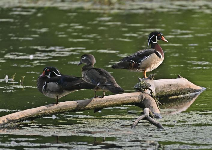 University Lakes project ready for Phase 1 construction | News ...