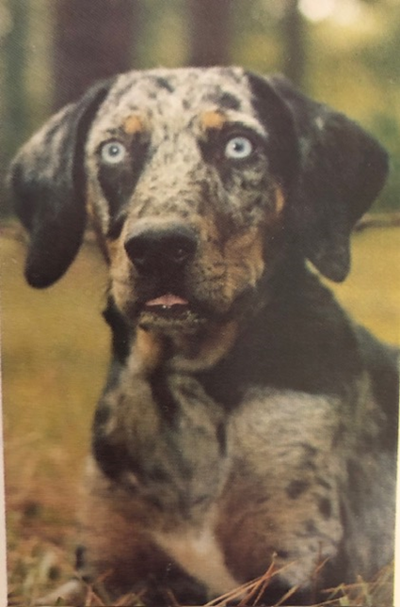 The origins of the Catahoula cur, Louisiana's state dog | Curious ...