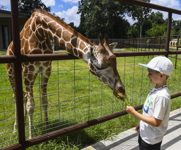 Photos: World Giraffe Day | Photos | theadvocate.com