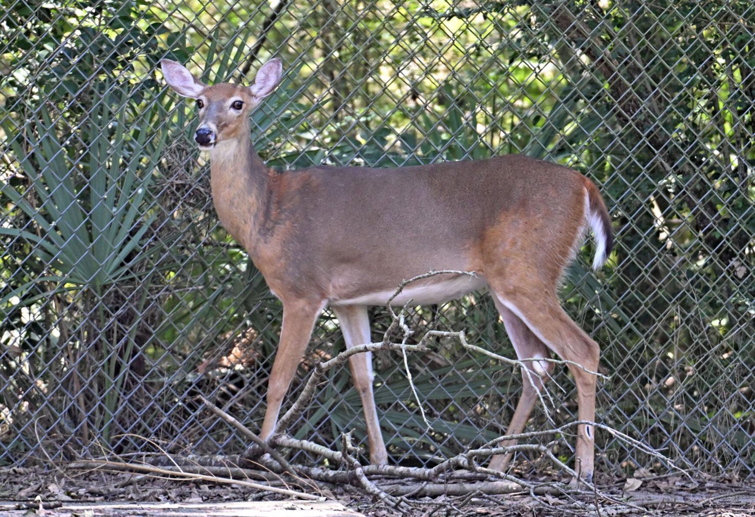 Louisiana expands deer-baiting restrictions | News | theadvocate.com