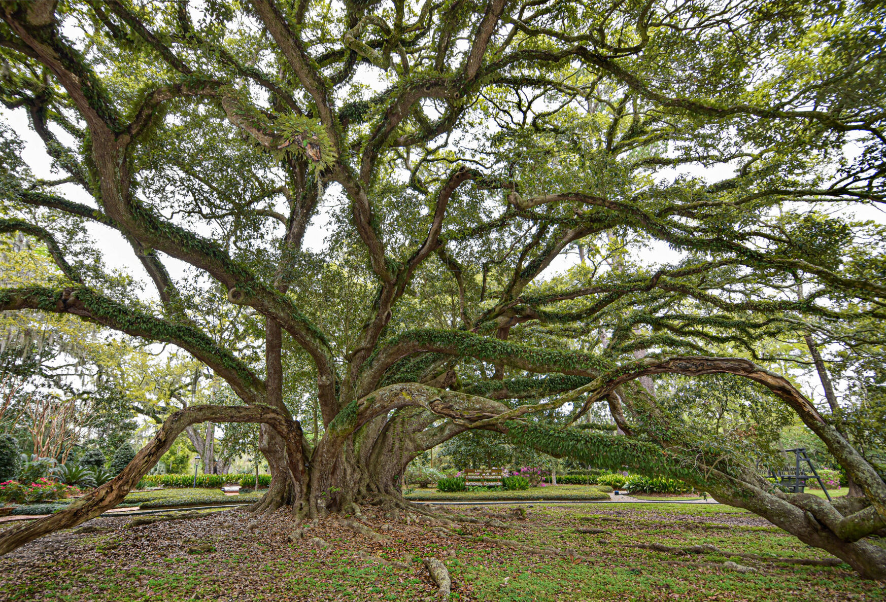 Celebration will focus on perserving Louisiana's live oaks | Home/Garden | theadvocate.com