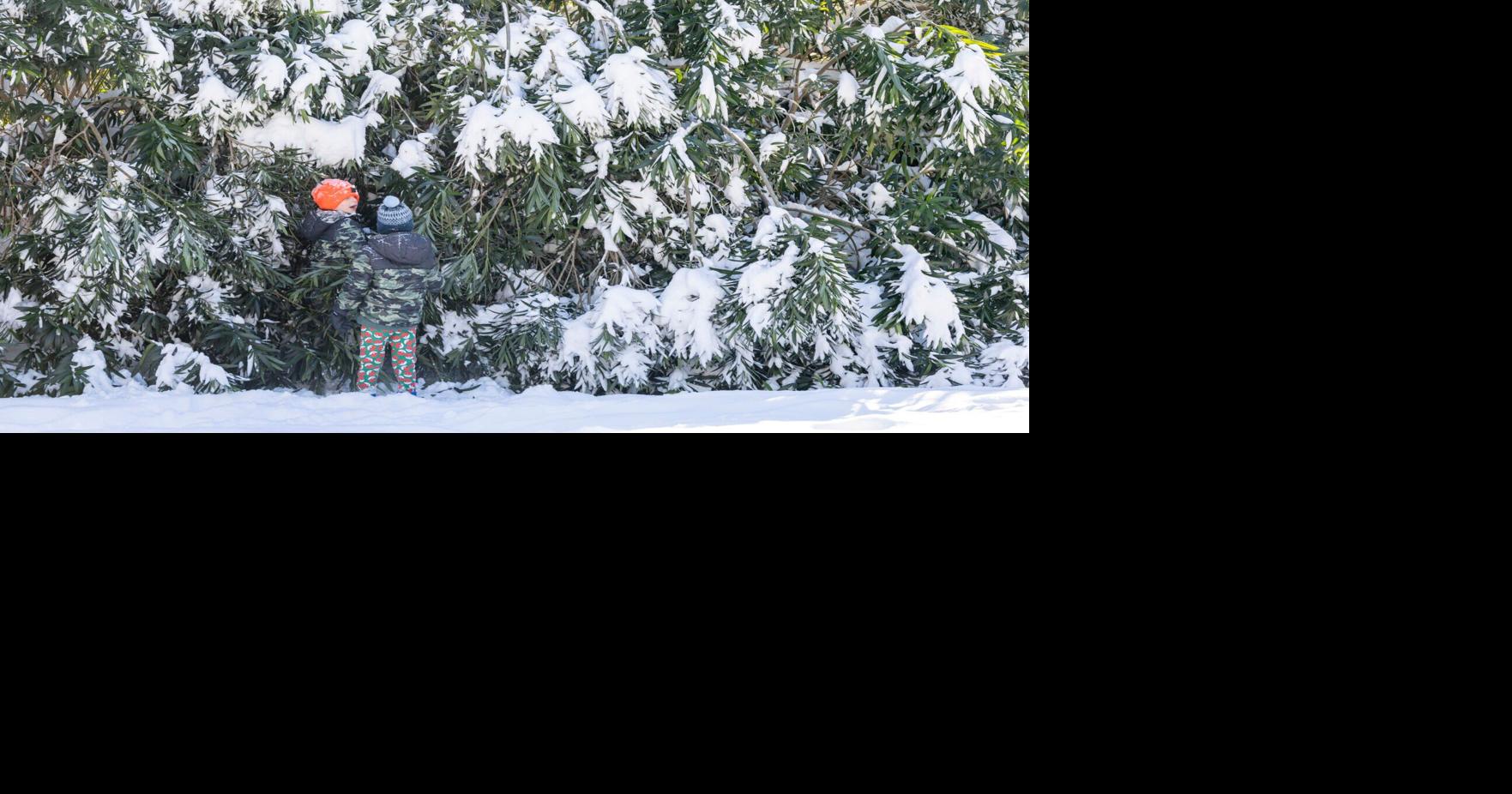 Dan Gill's post-freeze TLC ideas for your landscape | Entertainment ...