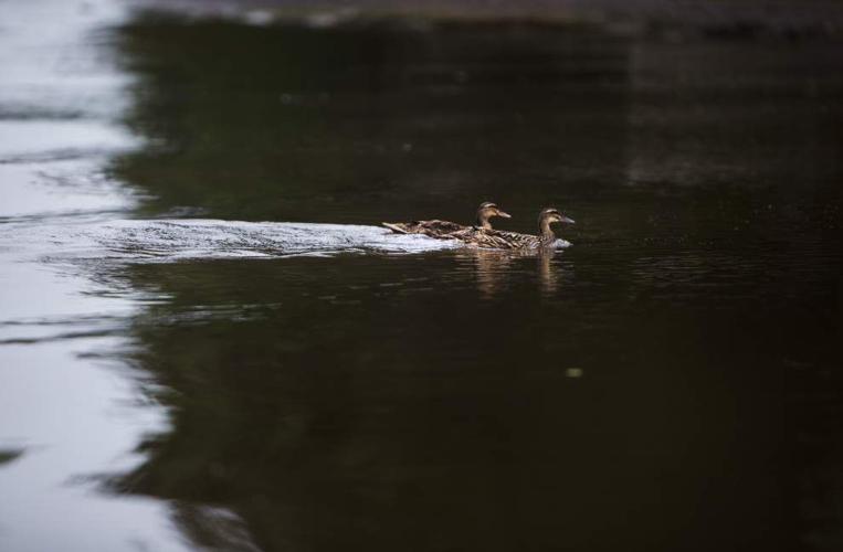 Bayou Vermilion boat tour used to share Cajun history | News ...