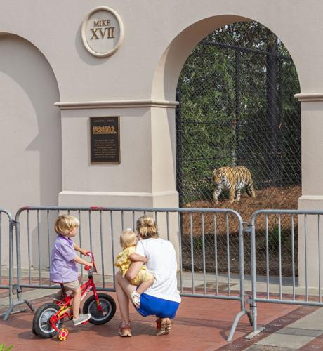 LSU adds fencing to Mike the Tiger habitat to protect mascot from ...
