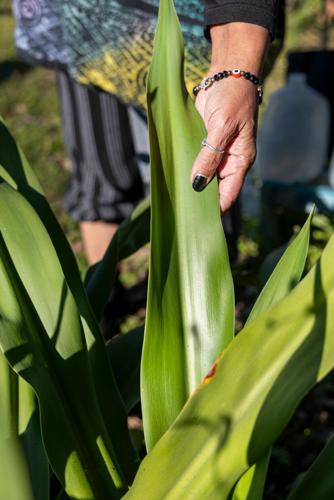 Bulbancha Blooms is a garden in New Orleans' Upper 9th Ward ...