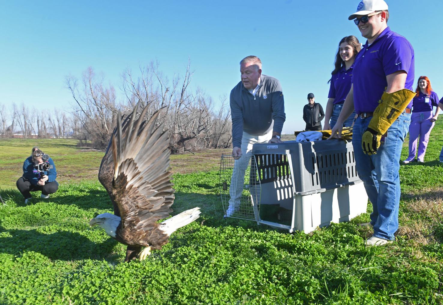 Photos: Coach Kelly plays a part in eagle release from LSU Vet Med ...