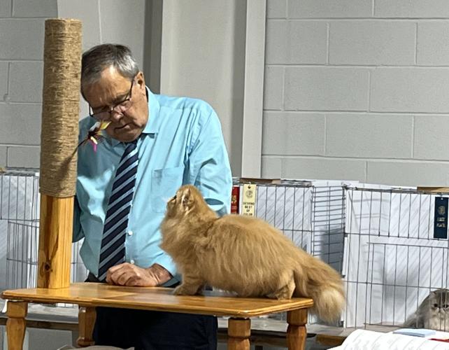 Fancy cats were the stars at the 50th Cat Show at Lamar-Dixon ...