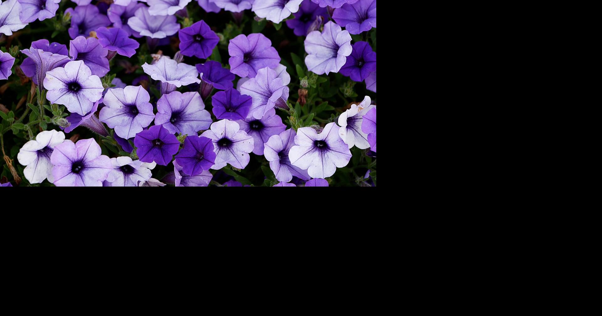 LSU Garden News: These pretty petunias can take the heat ...