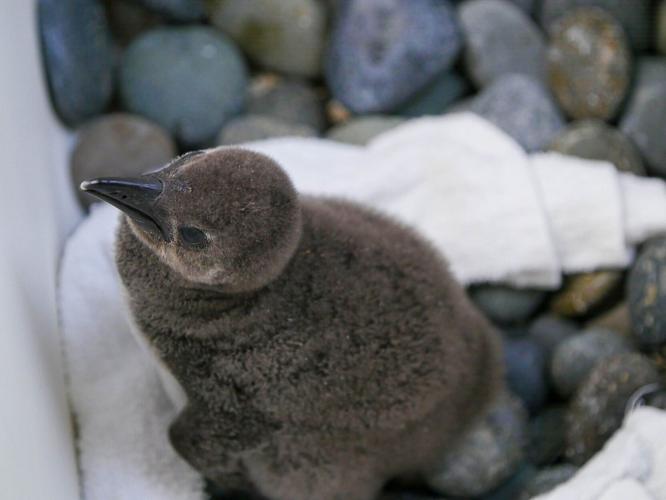 baby penguin hatched at Audubon Aquarium | Entertainment/Life ...