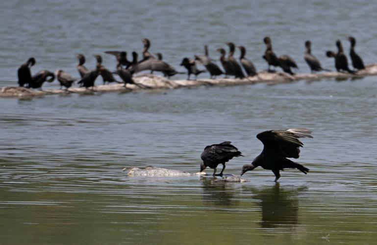 High temperatures cause fish kill in University Lakes | Environment ...