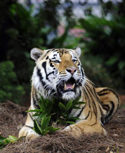 From Mike I to Mike VI: 75 years of Fighting Tigers in photos | News ...