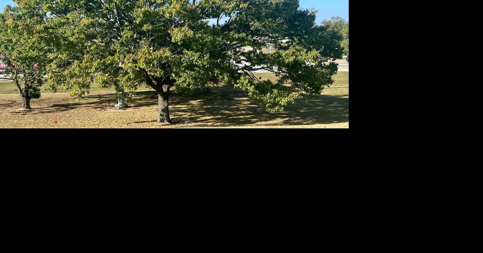 Drought stress in trees: what to do about it | Entertainment/Life ...