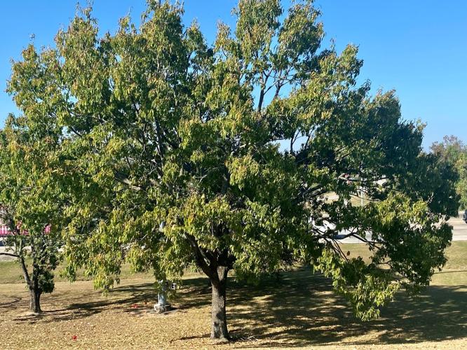 Drought stress in trees: what to do about it | Entertainment/Life ...