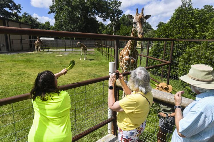 Photos: World Giraffe Day | Photos | theadvocate.com