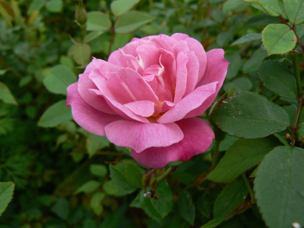 Texas Rose Rustlers aim to collect, preserve rare old flowers | Home ...