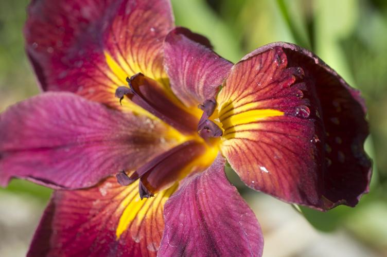 Inside look at BREC's Botanical Garden's six-figure makeover ...