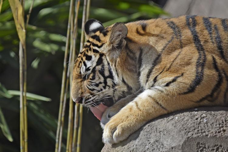 Happy birthday, Mike! LSU's new tiger turns 1 today; party planned at ...