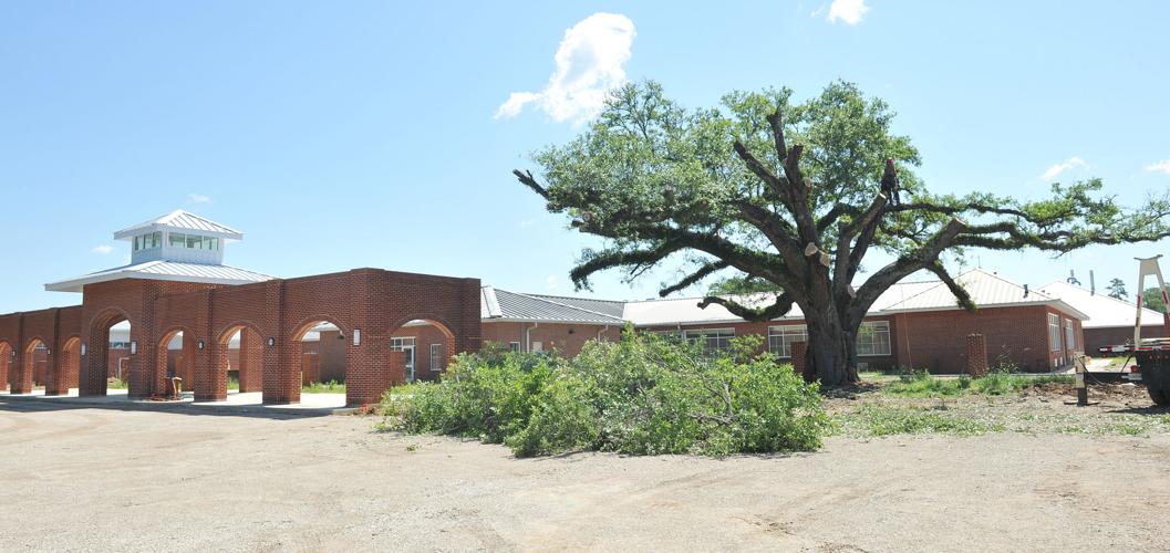 'Eagle Pride' live oak cut down from Watson campus Friday | News ...