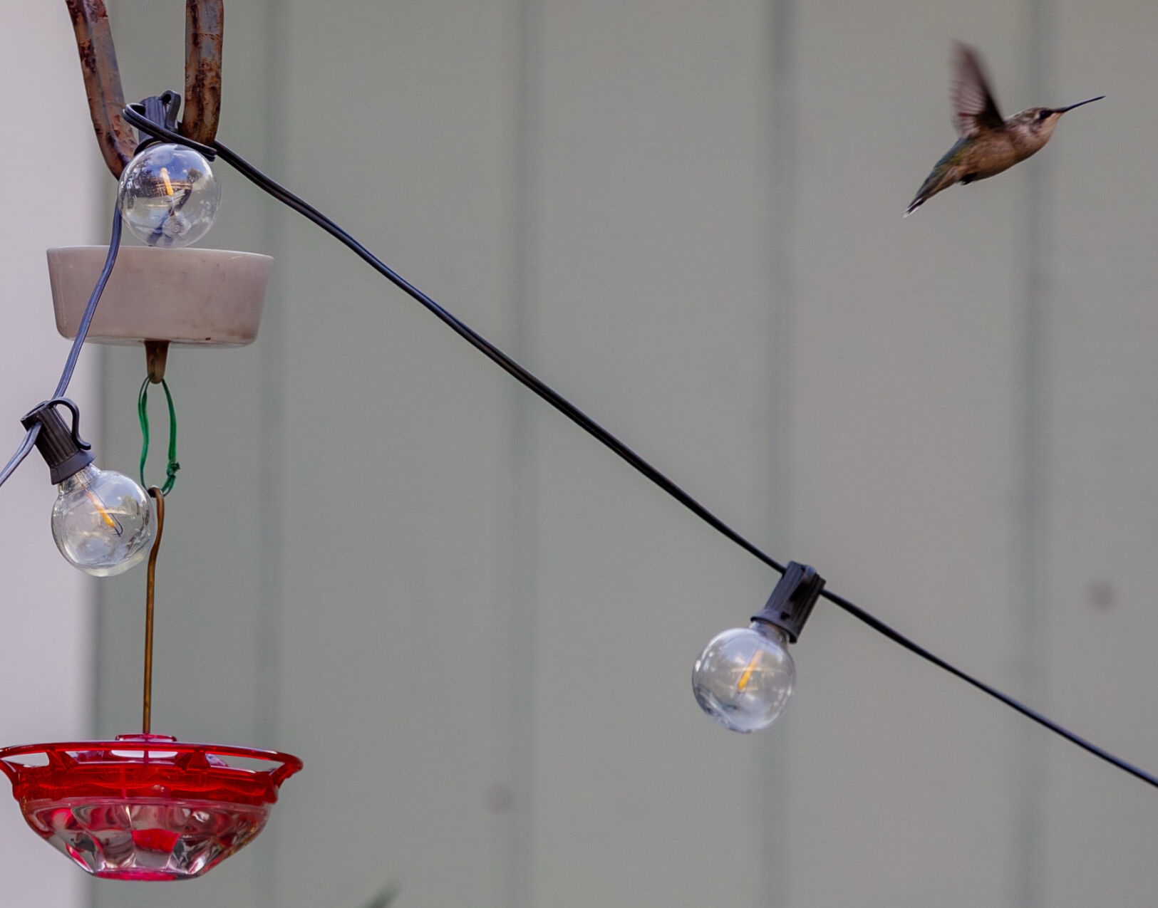 no.hummingbird.adv | | theadvocate.com