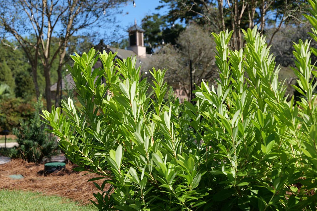 Florida Sunshine anise is newest state Super Plant choice ...