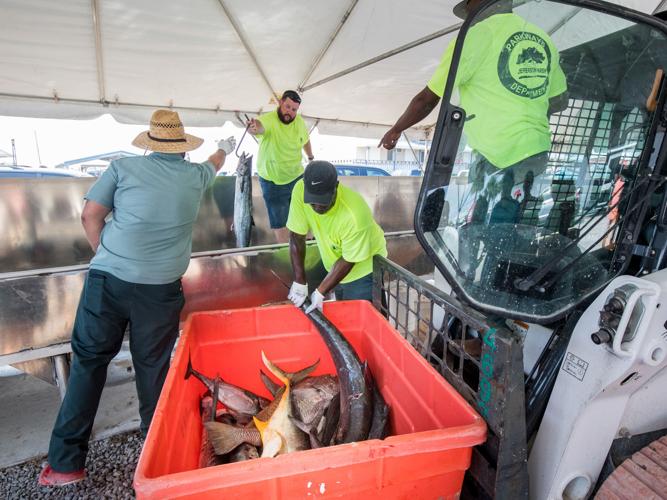 Grand Isle Tarpon Rodeo finishes with enormous 208-pound tarpon ...