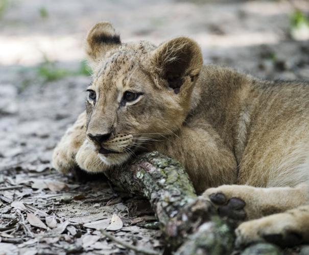 Cute and clumsy, Zoosiana's lion cubs will only be safe for cuddles for ...