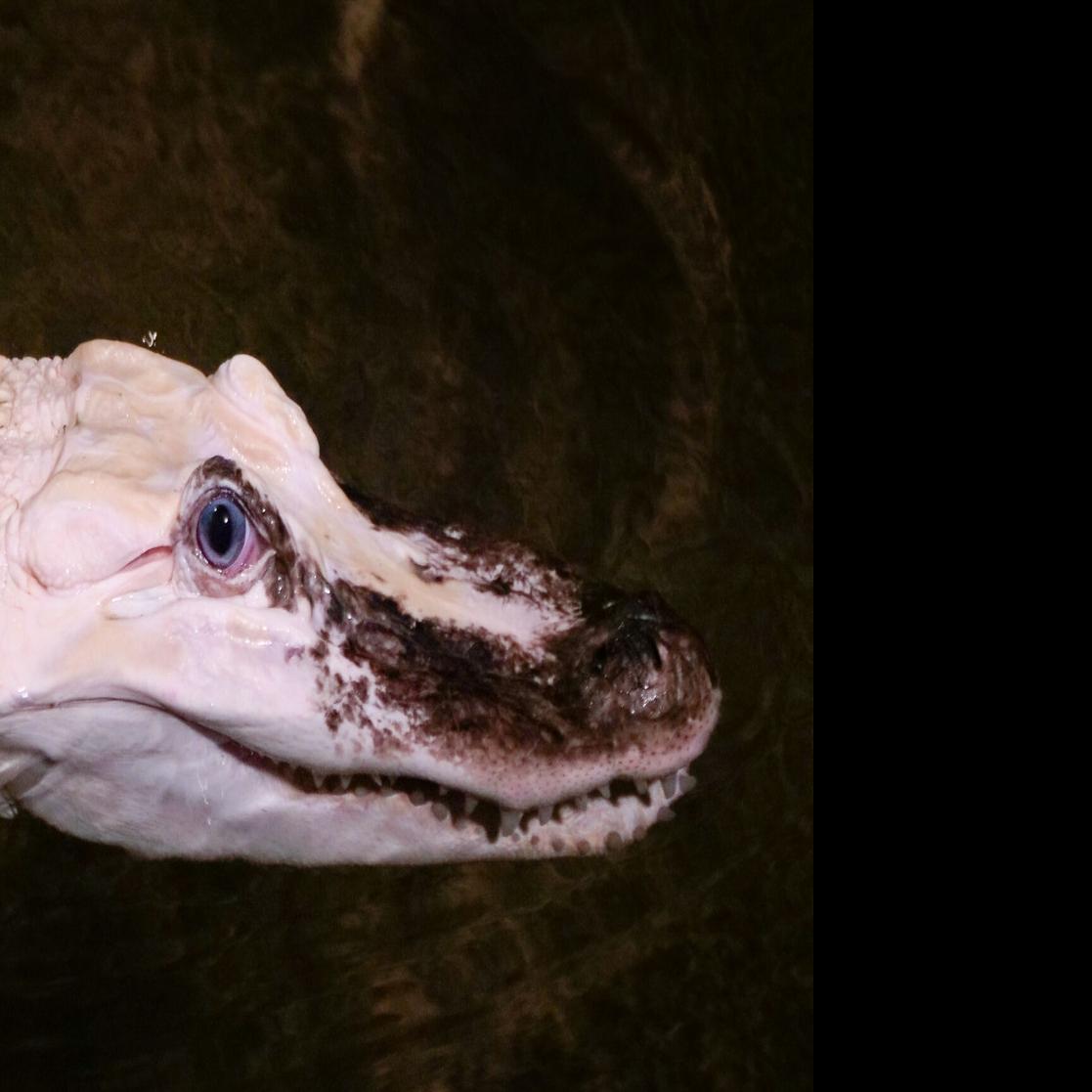white alligators