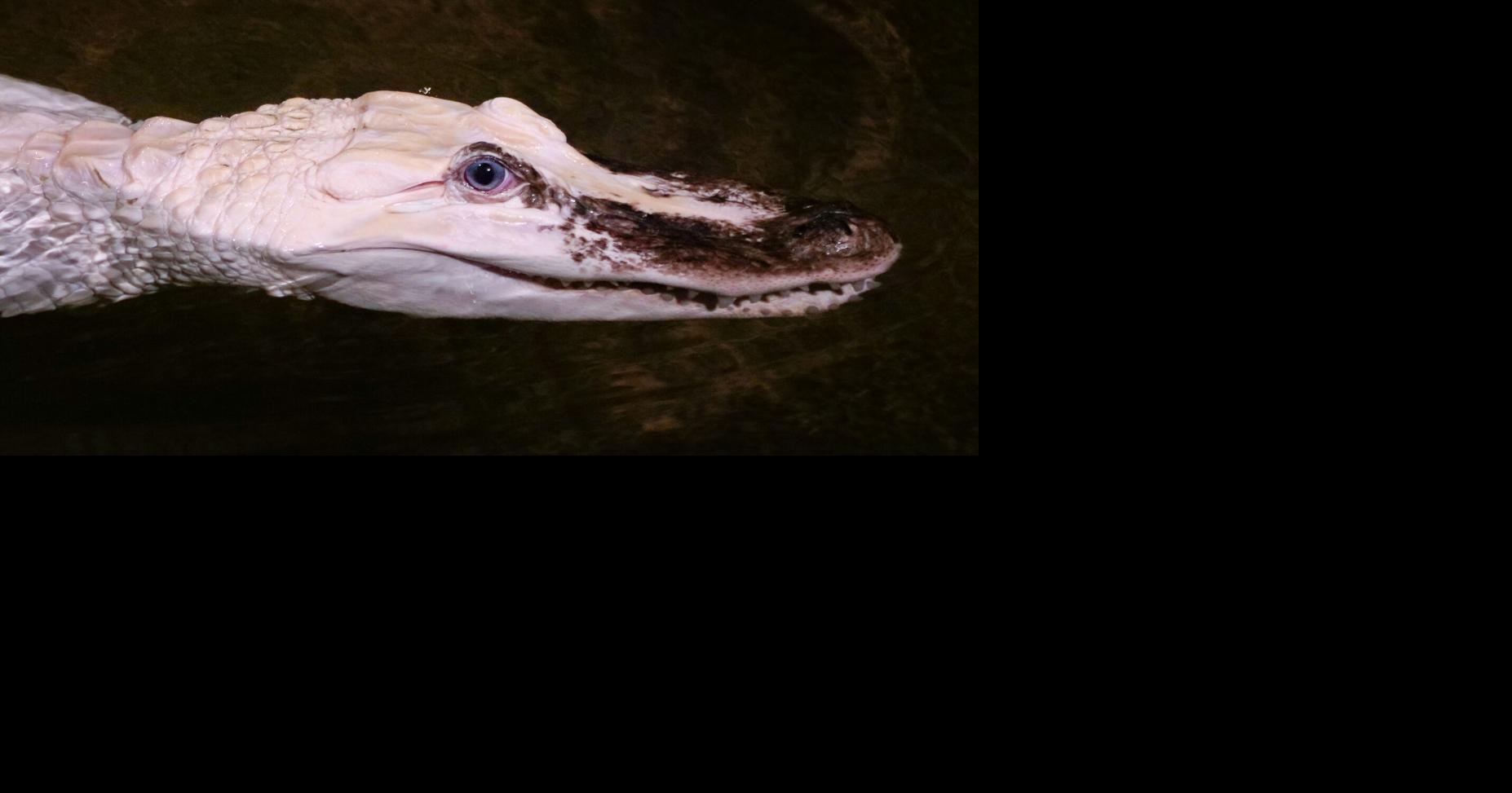 Rare white alligator at Audubon Zoo gets cataract surgery | News ...