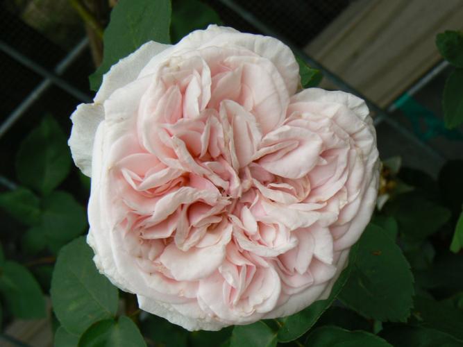 Texas Rose Rustlers aim to collect, preserve rare old flowers | Home ...