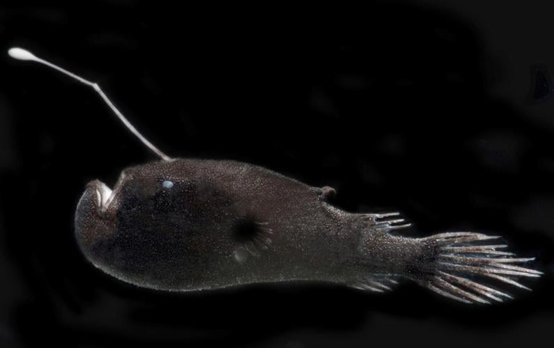 Tulane stores 8 million fish in a World War II bunker | Environment ...