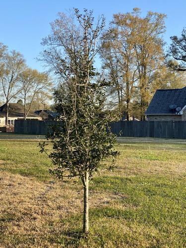 LSU Garden News: From little acorns, mighty oaks grow | Home/Garden ...