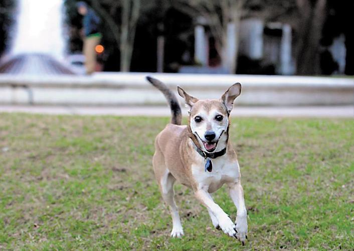 New Orleans' dog park plan | News | theadvocate.com