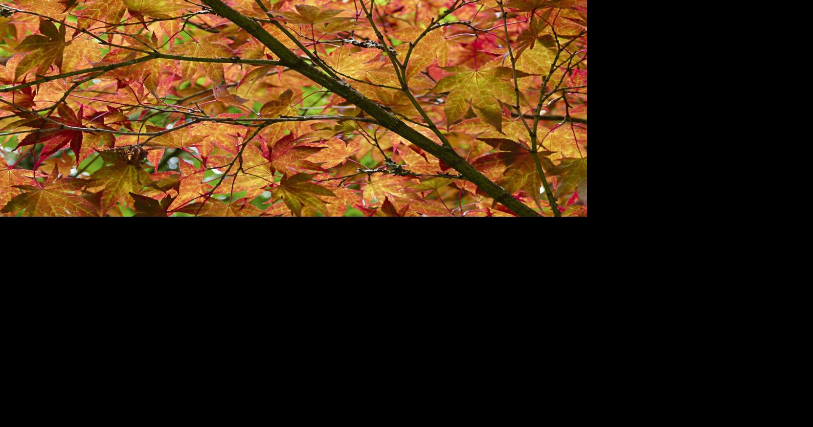 Need a shade tree? Answer these questions to find right one ...