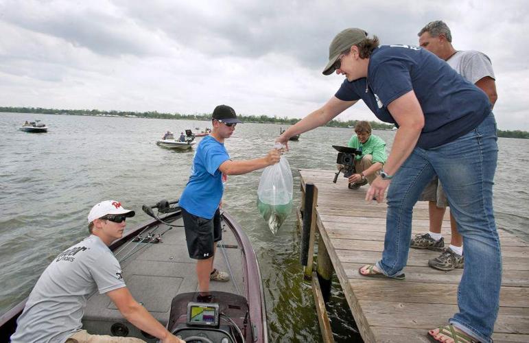 6,000 bass fingerlings introduced into False River | Westside ...