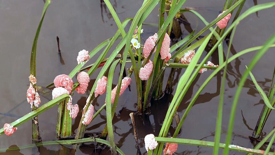LSU AgCenter launches multi-state invasive species network | Education ...