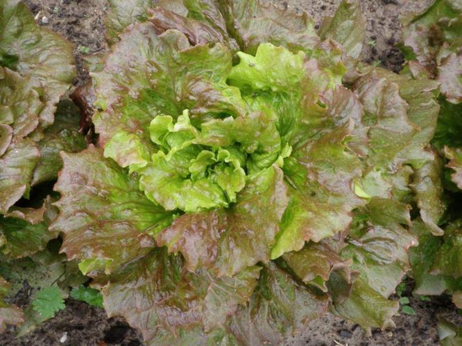 Garden News: Lettuce thrives in the cold weather | Home/Garden ...