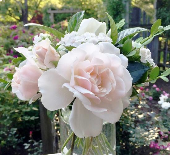 The Rose Collector: Shy, showy, sometimes thorny, roses are like family ...