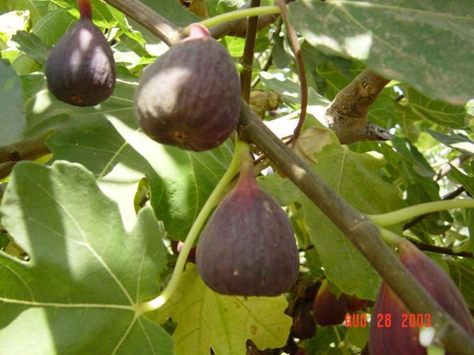 Fig trees are a hit here. Get in on the growing trend. | Entertainment ...