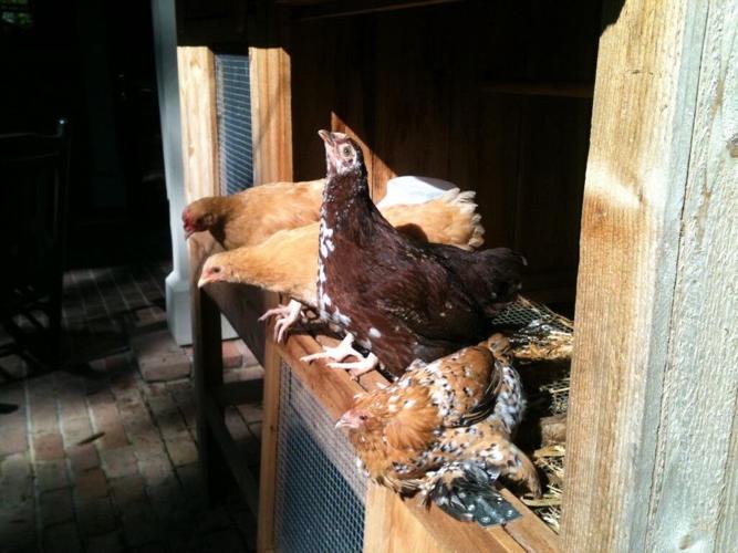 High egg prices hit Louisiana pocketbooks | Entertainment/Life ...