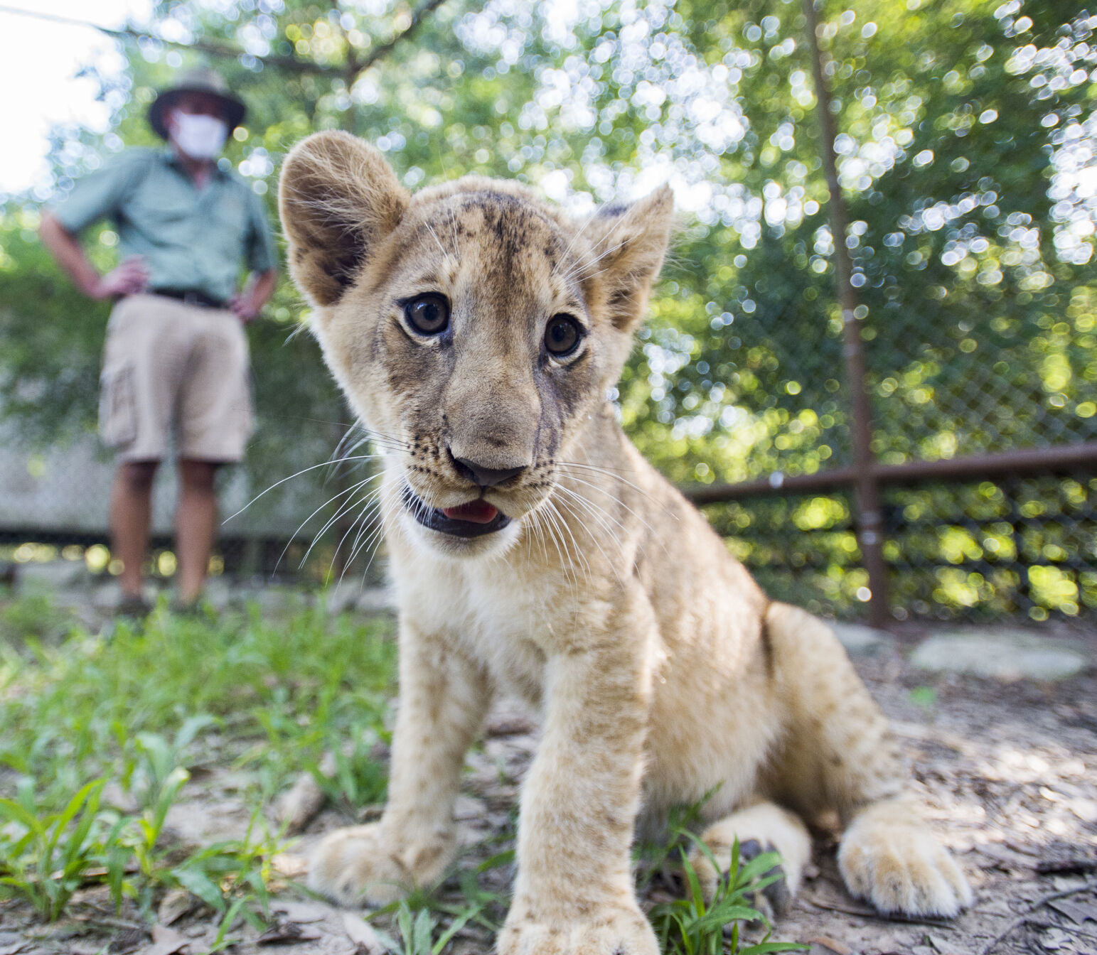 Cute and clumsy, Zoosiana's lion cubs will only be safe for cuddles for ...