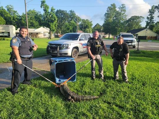 Alligator sightings are on the rise in south Louisiana. Here's what to ...