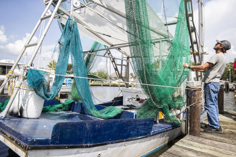 SeaD Consulting conducts Gulf shrimp research in Baton Rouge | Food ...