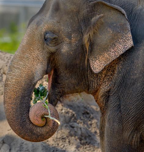 Match.com for animals? How Audubon Zoo helps save species from ...