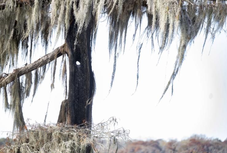 Lake Martin cypress tree struck by lightning, catches fire | News ...